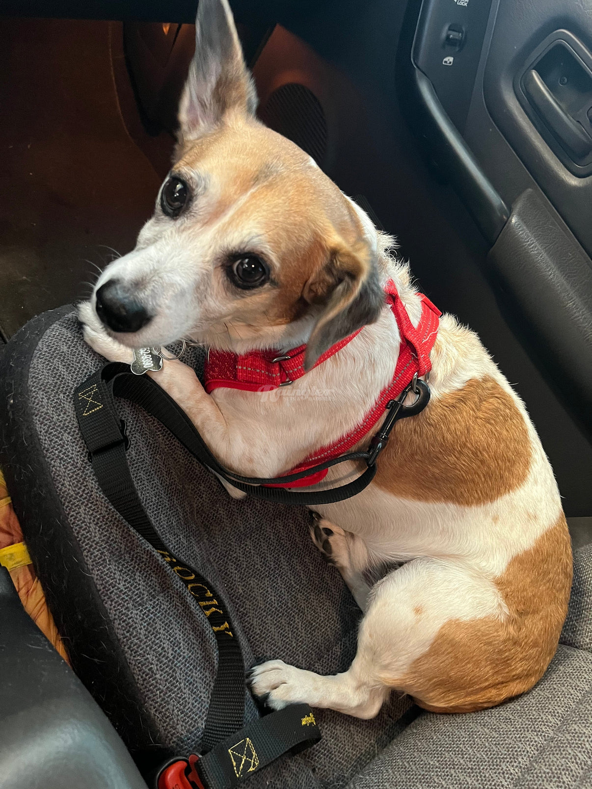 MIL-SPEC Dog Leash with Seatbelt Snap in Retainer – Raingler